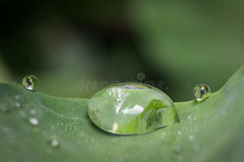 Closeup of Water Drops on a Green Leaf Stock Image - Image of droplet ...