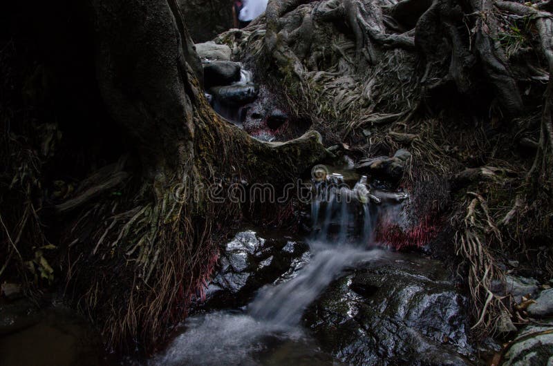 Closeup of Water Flowing through Tree Roots and Grass Stock Image ...