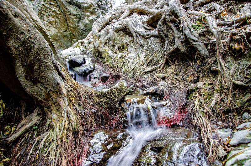 Closeup of Water Flowing through Tree Roots and Grass Stock Photo ...
