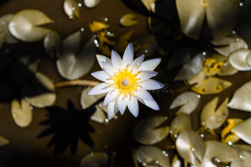 Closeup of a Water Lily in the Pond, a Top View Stock Photo - Image of ...