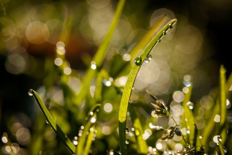 Closeup of waterdrops stock image. Image of nature, flora - 37082273