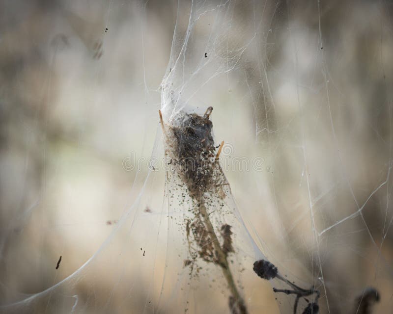 Closeup of a Weathered Plant Covered in Cobweb Stock Image - Image of ...