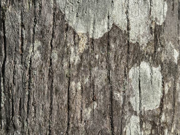 Closeup of Weathered Tree Bark Texture with Natural Patterns and Lichen ...
