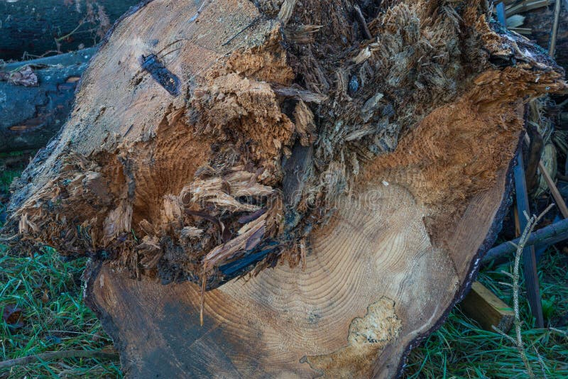 Closeup of a Weathered Tree Trunk Stock Image - Image of environmental ...