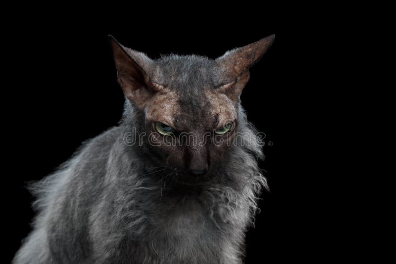 Closeup Werewolf Sphynx Cat Angry Looking in Camera Black Stock Photo ...