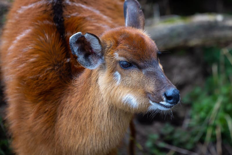 Closeup of the West African Sitatunga Stock Photo - Image of wild ...