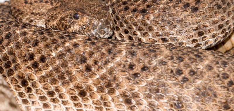 Western Diamond Back Ready To Strike Stock Image - Image of grass ...