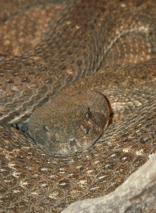 Closeup of Western Diamondback Rattlesnake or Texas Diamond-back Stock ...