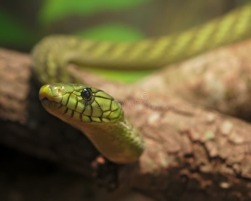 Closeup of a Western Green Mamba on a Branch Under the Lights with a ...