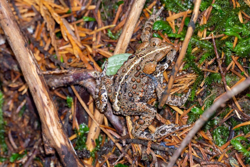 Closeup of the Western Toad. Anaxyrus Boreas Stock Photo - Image of ...