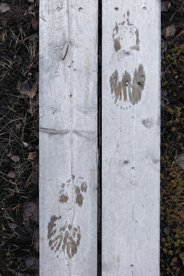 Wet prints. stock image. Image of boardwalk, isolated - 346591947