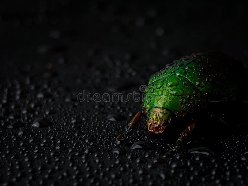 Closeup Wet Green Beetle Bug with Reflection on a Black Background Stock Image - Image of small ...
