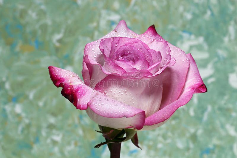 A Closeup of a Wet Pink Rose Stock Photo - Image of nature, flowers ...