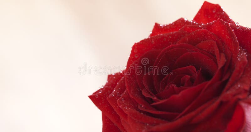 Closeup of Wet Red Rose with Copy Space Stock Photo - Image of closeup ...