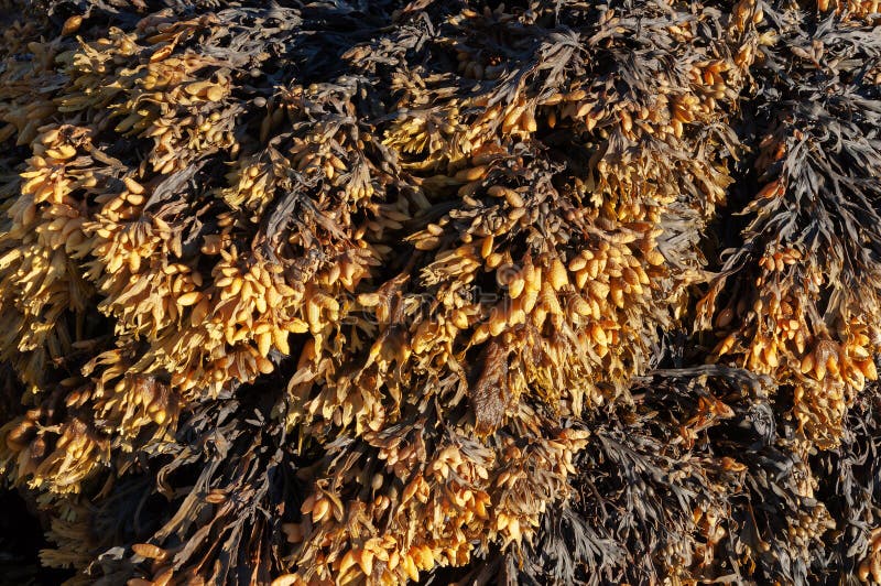 Closeup of Wet Yellow Algae Stock Photo - Image of abstract, nature ...