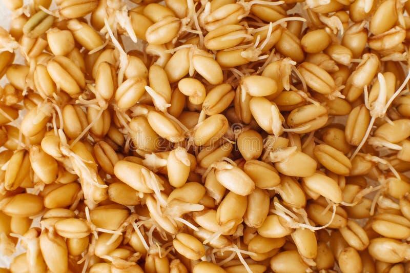 Closeup of wheat sprouts stock photo. Image of green - 139216824