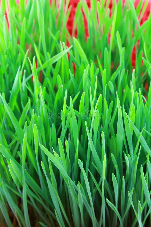 Closeup of Wheatgrass Sprouts Stock Photo - Image of healthy, sprouts ...