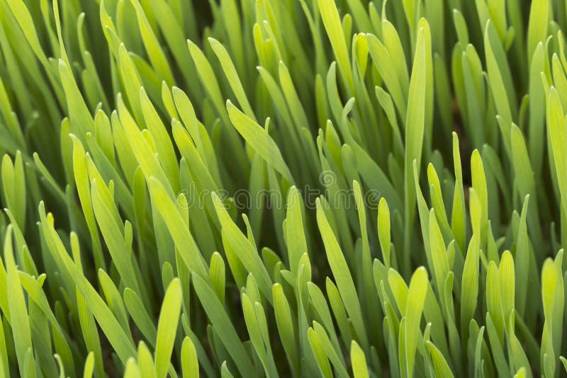 Closeup of Wheatgrass in the Sun Stock Photo - Image of spring, nature ...