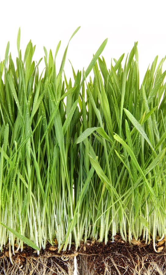 Long Grass stock image. Image of blades, stalks, tall, wheat - 920759