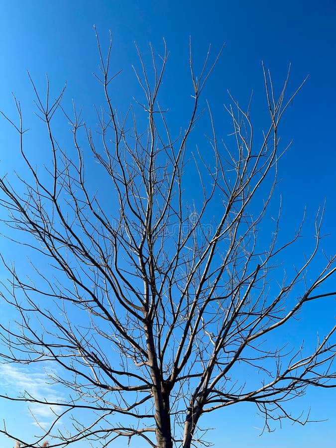 Closeup of White Ash Tree without Leaves and with Blue Sky on ...