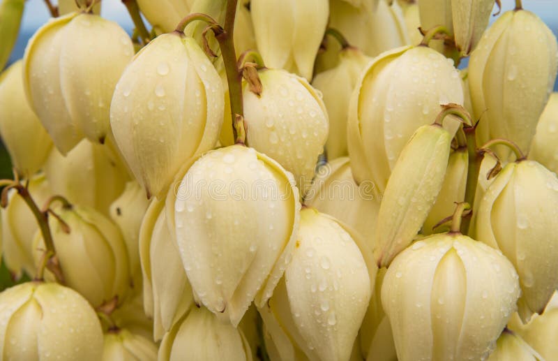 Closeup of White Azorean Flowers Stock Image - Image of vivid, season ...