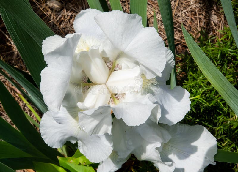 Bearded Iris Cultivar with White Blue Flowers Stock Image - Image of season, beard: 247757351