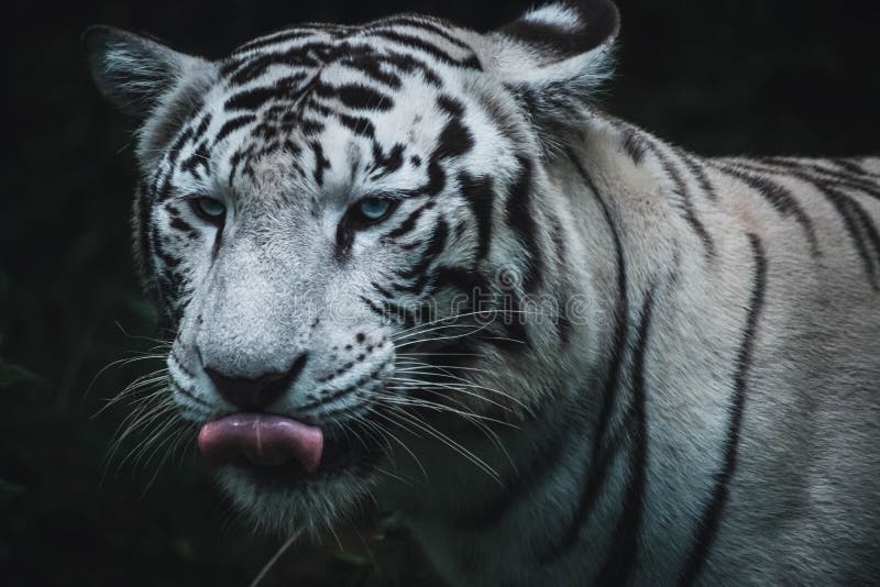 Closeup of a White Bengal Tiger in the Jungle Stock Image - Image of ...