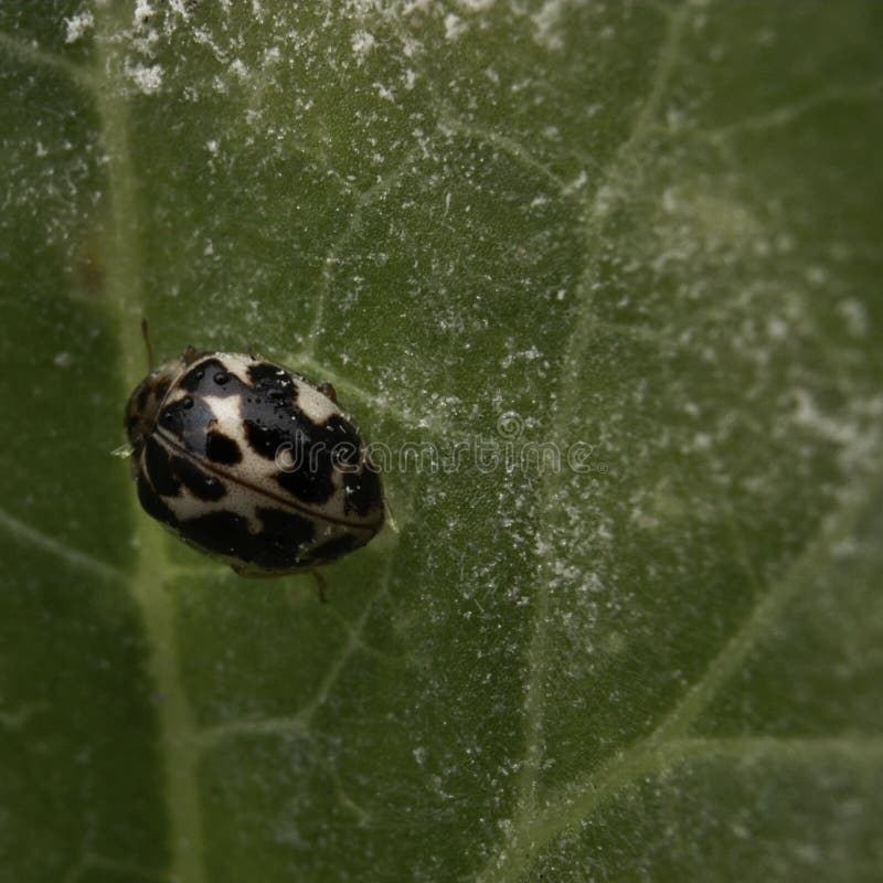 Closeup of a White and Black Lady Beetle on a Leaf. Stock Photo - Image ...