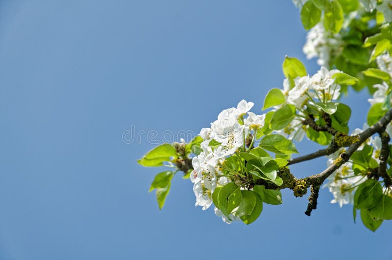 Closeup of White Blossoms on a Tree Stock Photo - Image of closeup ...