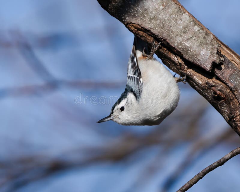 Closeup of a White-Breasted Nuthatch Perched on a Branch of a Tree ...