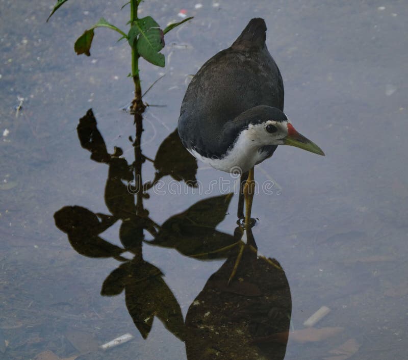 Closeup of White-breasted Waterhen Standing in a Pond, Looking Around ...