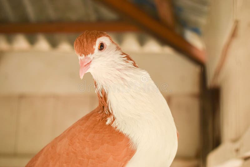 Closeup of White and Brown Pigeon Under a Structure Stock Photo - Image ...