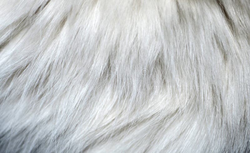 Closeup Texture Of White Cat Fur Stock Image - Image of young, feline ...