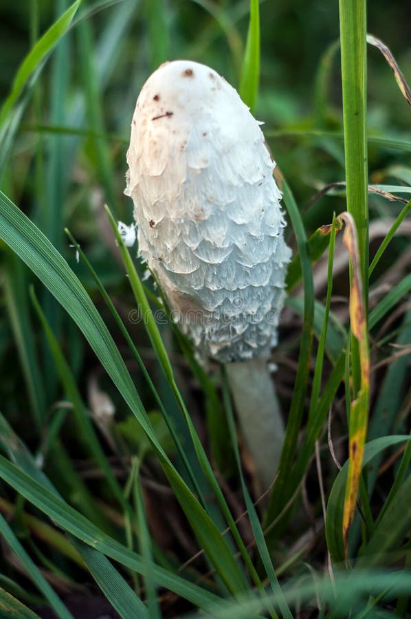 White Coprinus Mushrooms on the Ground. Three White Oval-shaped ...
