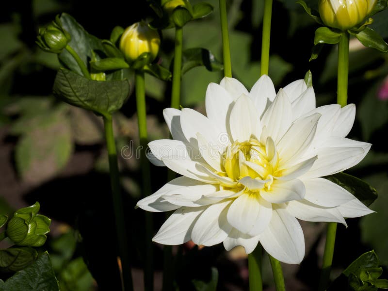 Closeup of a White Dahlia with Double-flowering Bloom Stock Image ...