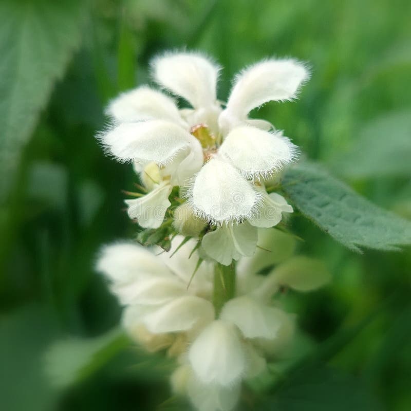 White Deadnettle (Lamium Album) Stock Photo - Image of closeup ...
