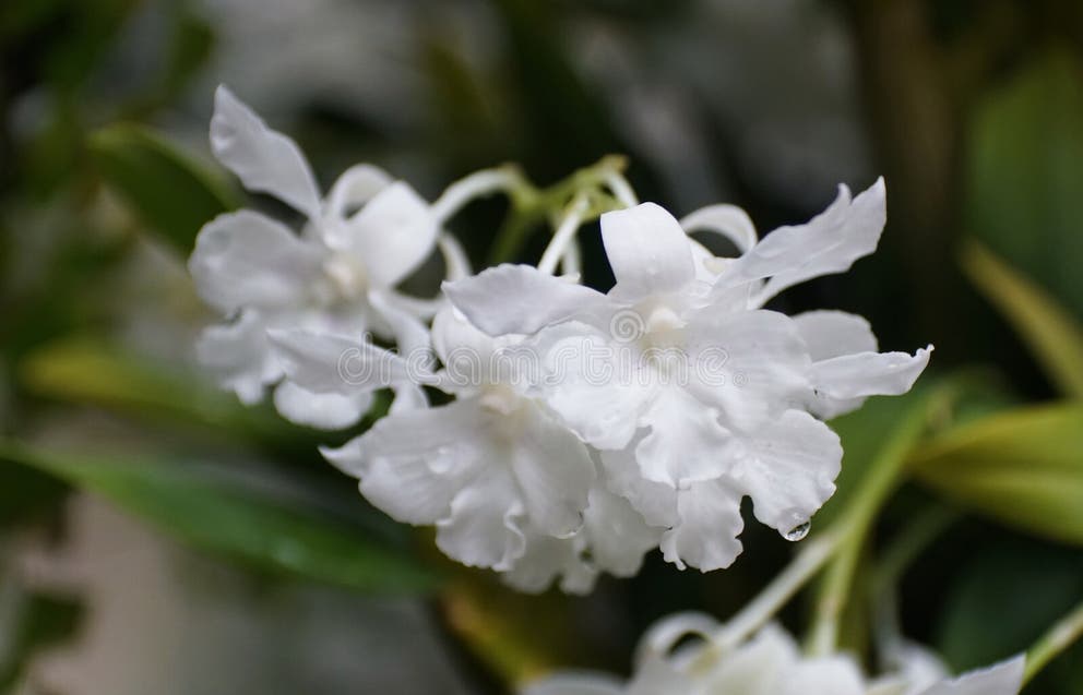 Closeup of the White Dendrobium Mini Snowflake Orchids Stock Photo ...