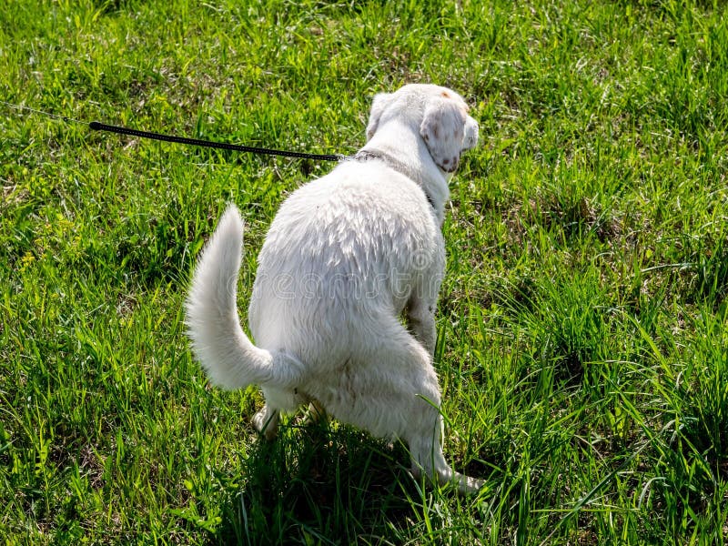 Closeup of a White Dog Pooping Outdoors Stock Image - Image of closeup ...