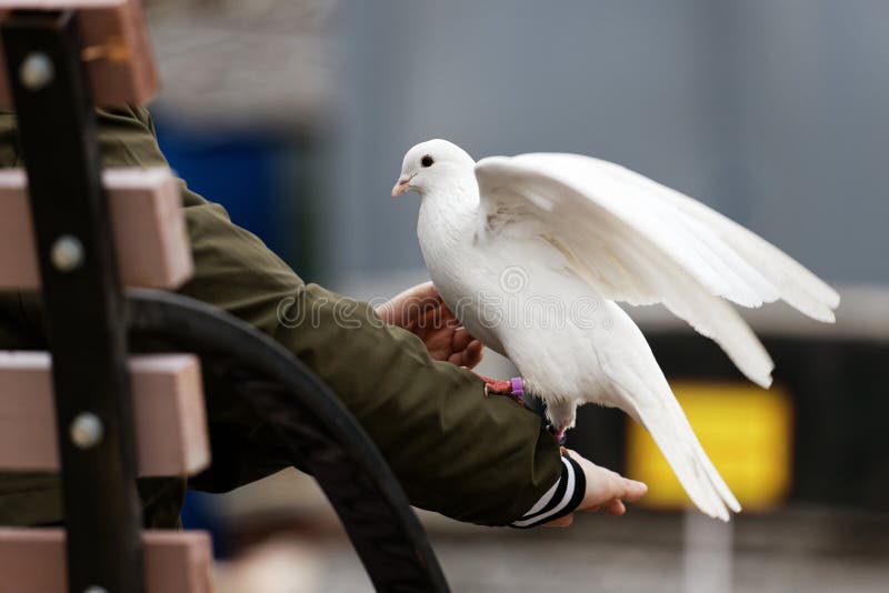 Dove Hand Stock Photos - Download 2,829 Royalty Free Photos