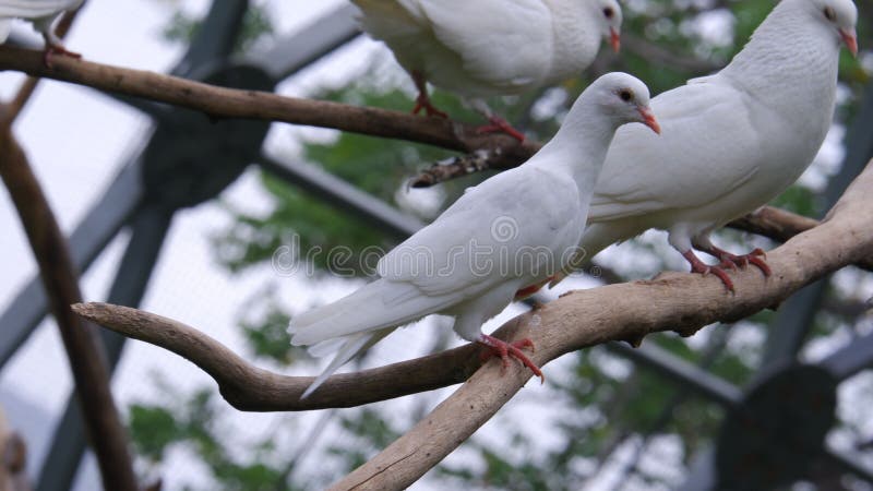 Closeup of White Doves Perching on Tree Branches Stock Image - Image of ...