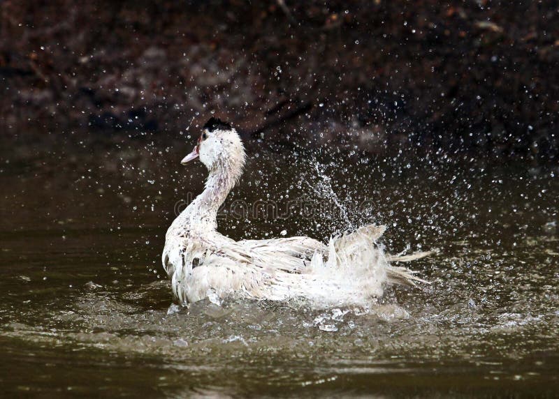 Closeup of a White Duck Bathing in the Lake. Stock Image - Image of ...