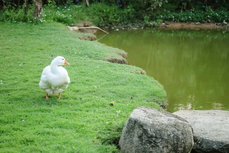 Closeup White Duck Walk on Grass Floor in the Public Park Background ...