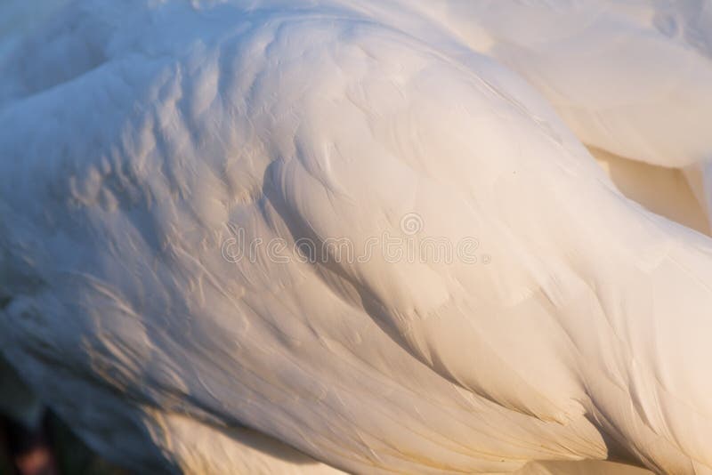Closeup white feather wing stock photo. Image of fluffy - 63118008