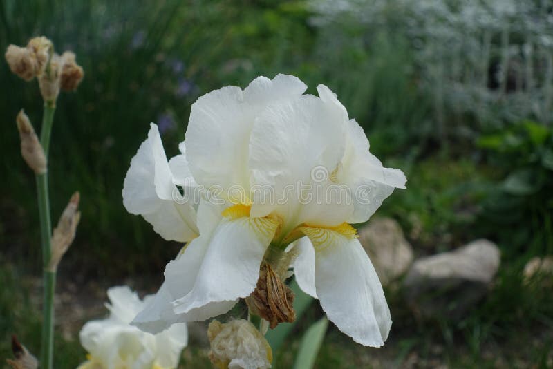 Closeup of White Flower of Bearded Iris in May Stock Image - Image of ...