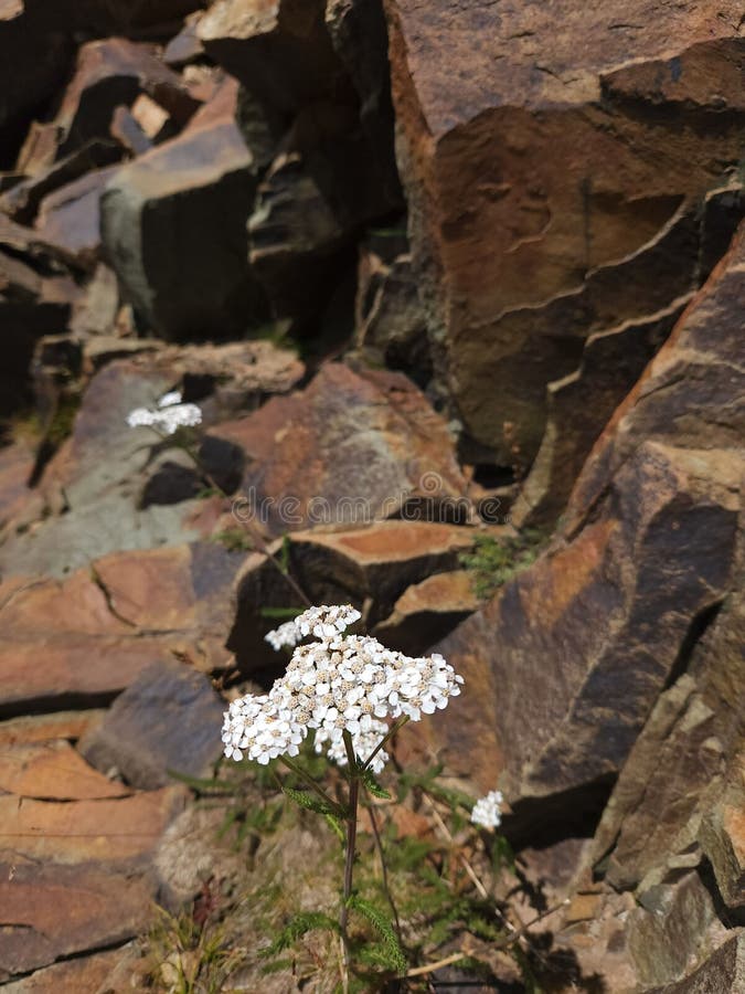 Closeup of a White Flower Growing from Rocks Stock Image - Image of ...