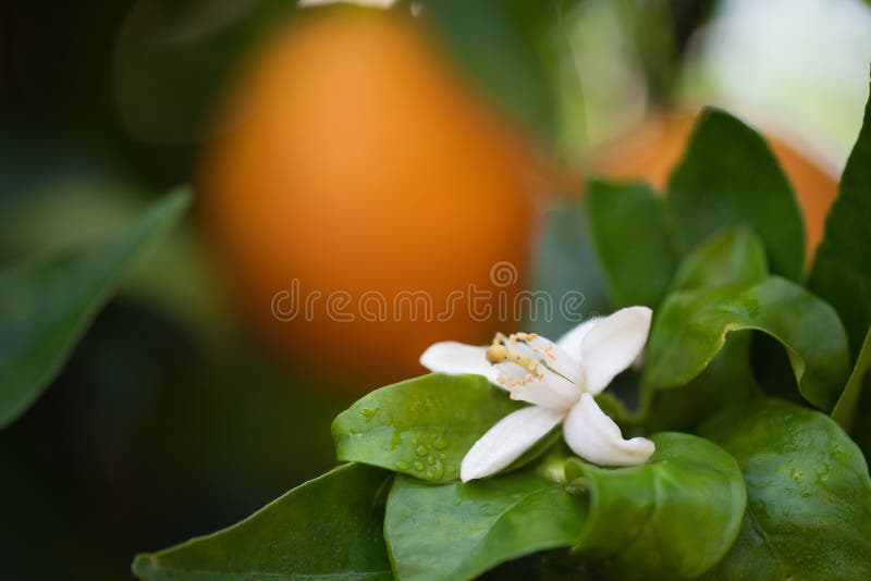 Closeup of White Flower Lemon ,Lime Blossom on Tree Stock Image - Image ...