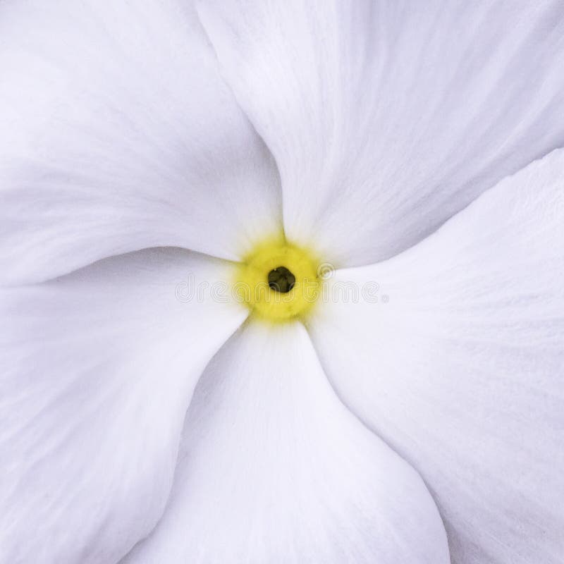Closeup of a white flower stock image. Image of happiness - 57279241