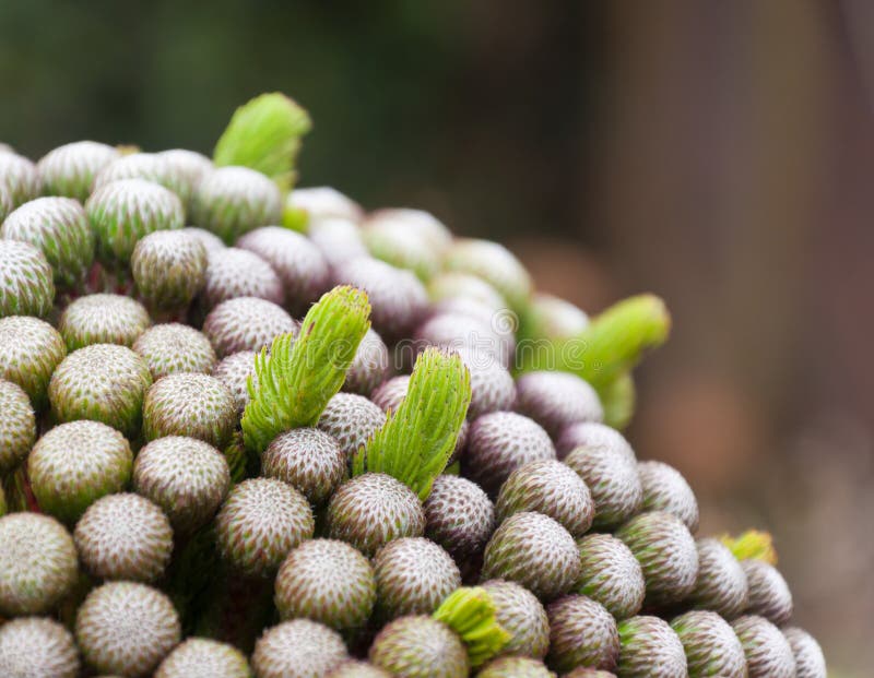 Flowers of a Brunia bush stock photo. Image of petal - 106294196