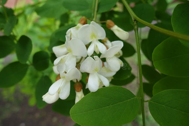 Closeup of White Flowers of Robinia Pseudoacacia in Mid May Stock Image ...