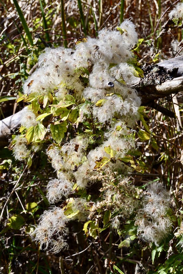 Closeup of White Fluffy Seed Pods Splitting Open Stock Image - Image of ...